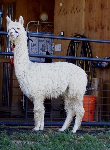 Wisteria Suri Ranch Launches First Full Accoyo Suri Alpaca Breeding ...