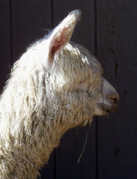 Wisteria Suri Ranch Launches First Full Accoyo Suri Alpaca Breeding ...