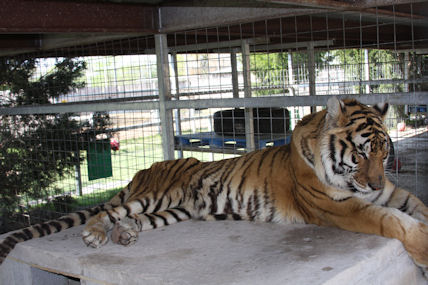 G.W. Exotic Animal Park Rescues 3 Tigers from Near Death