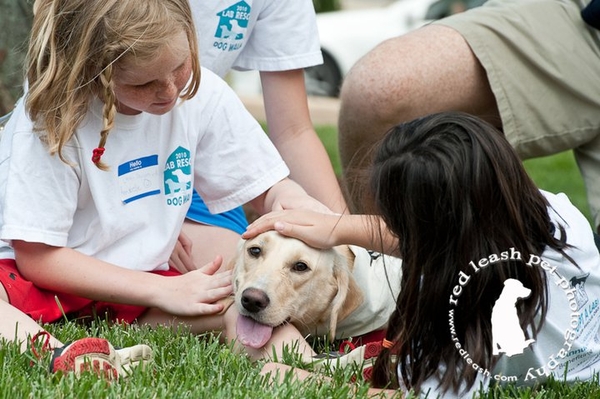 Lab Rescue of the LRCP to Hold Dog Walk June 2 in Annapolis