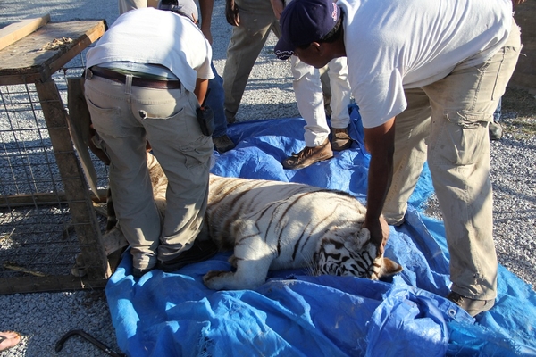 United States Zoological Association Re-Homes 4 Tigers, and Allows ...