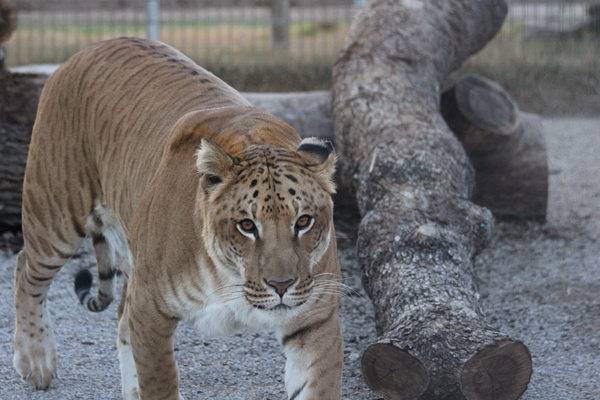 Three Female Liligers Are Born at the Garold Wayne Interactive ...