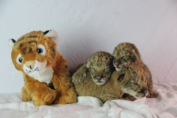 Three Female Liligers Are Born at the Garold Wayne Interactive ...