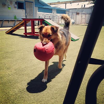 Spring Break for Your Dog? Come Home to a Happier Pet with Expert Dog ...