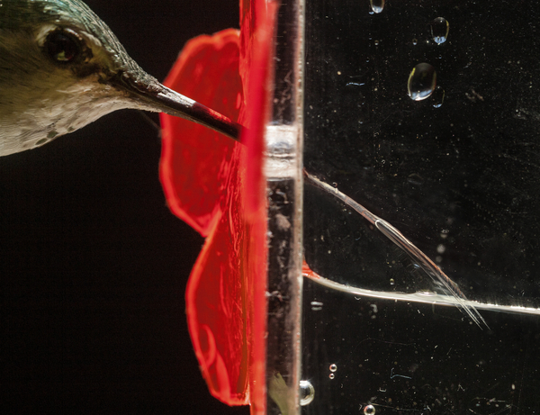 Photographer's Fascination Revealed the Secrets of a Hummingbird's Tongue