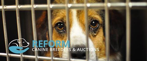 Reform Canine Breeding and Auctions (RCBAA) Launches Focused, Funded ...