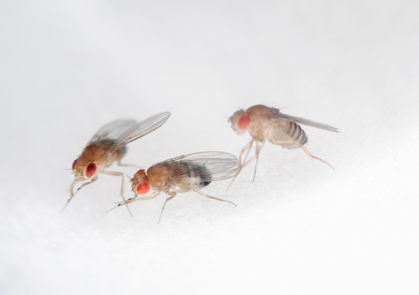Lights, Camera, Artificial Gravity! The Premiere of NASA's Fruit Fly Lab