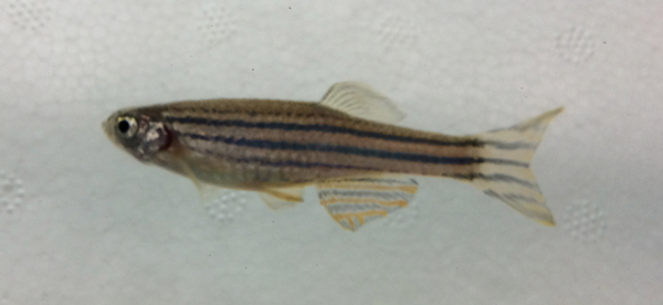 Zebrafish Flex Their Muscles For Research Aboard the International ...