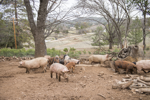 Cook Pigs Ranch Hopes to Maintain its Title as "Winning Pig" in ...