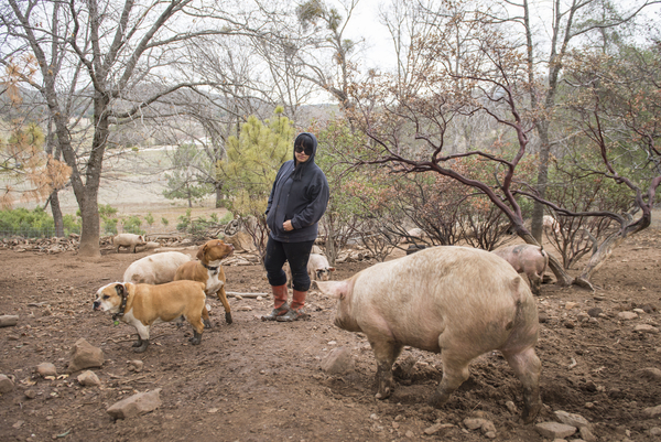 Cook Pigs Ranch Hopes to Maintain its Title as "Winning Pig" in ...