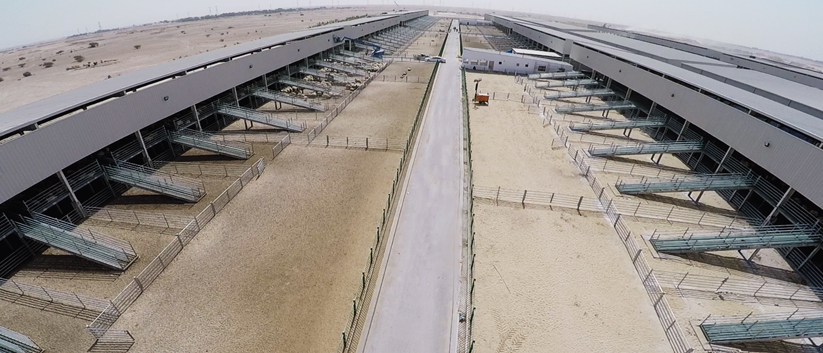 Moutaz Al Khayyat States: Why Qatar is Raising Cows in the Desert?